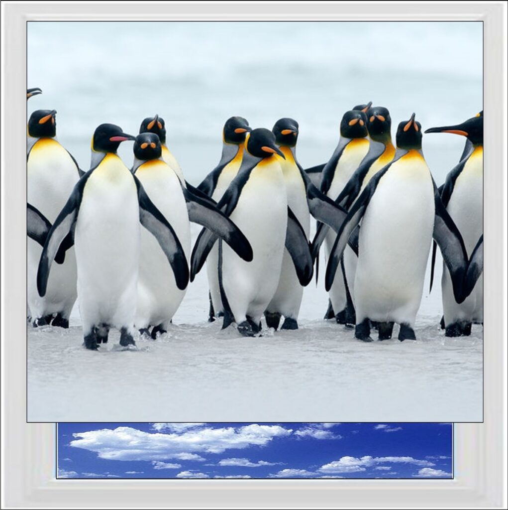 Penguins Digitally Printed Photo Roller Blind | Create Blinds Online